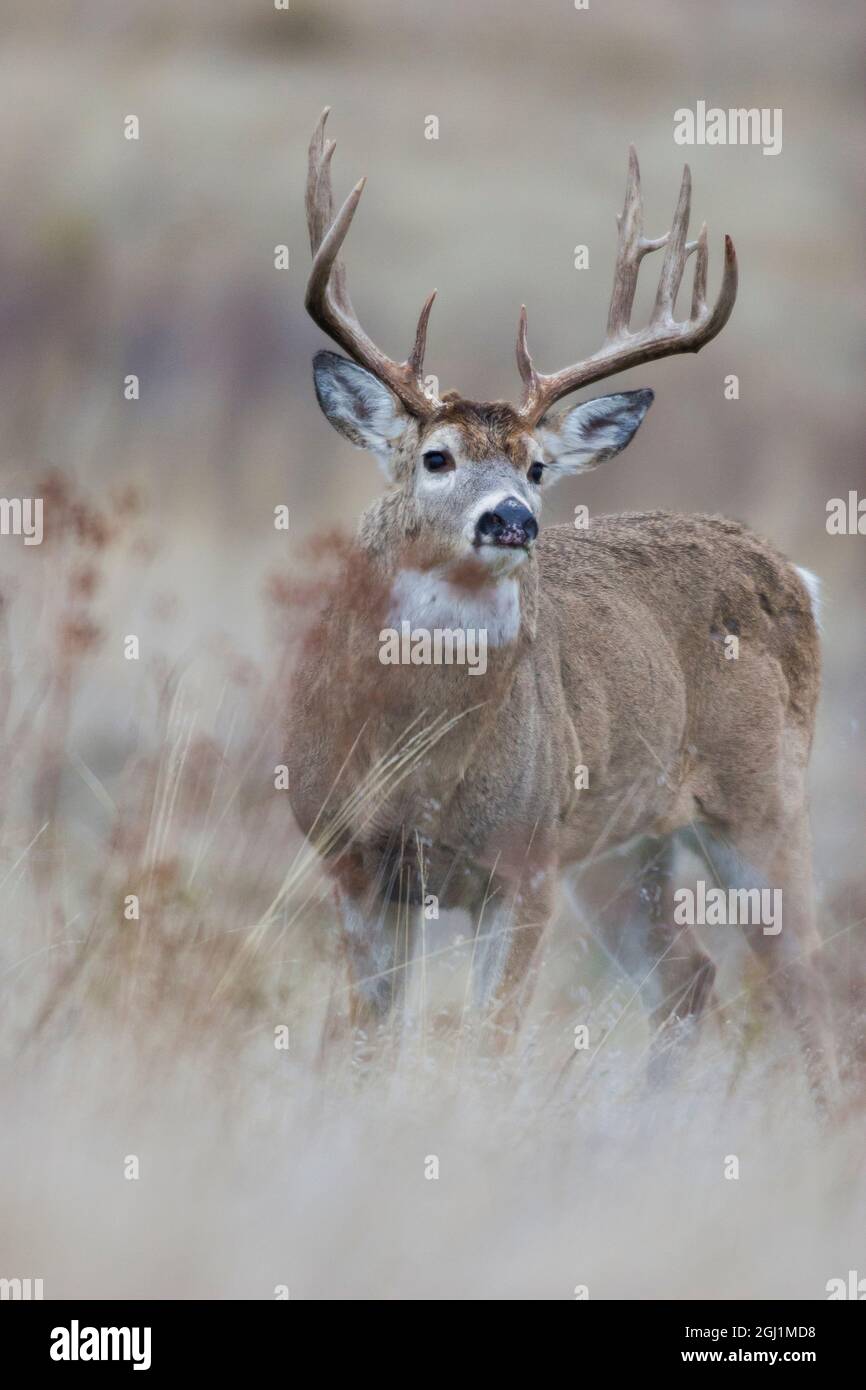 White-tailed deer buck, old buck Stock Photo - Alamy