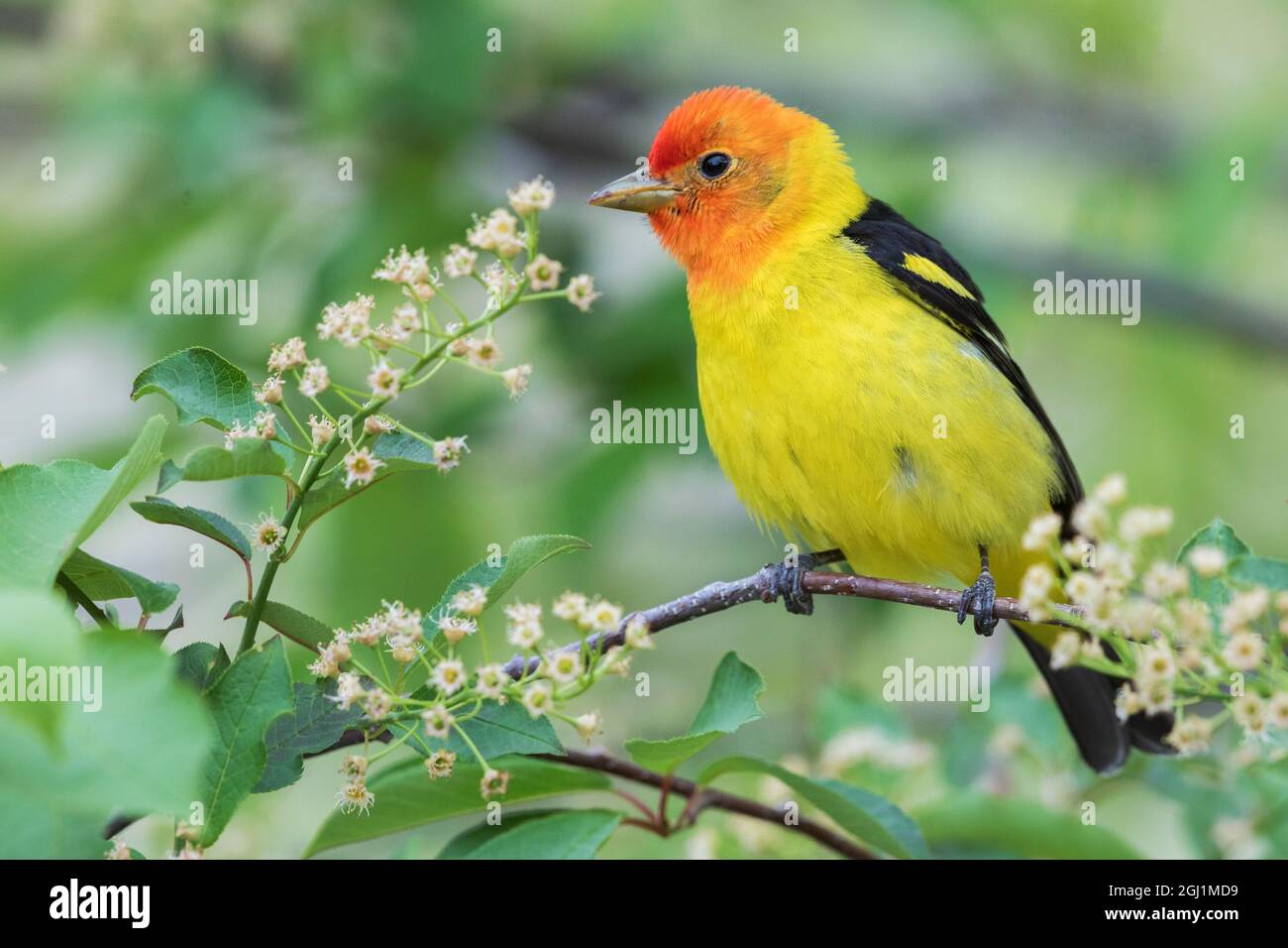 Male western tanager Stock Photo - Alamy