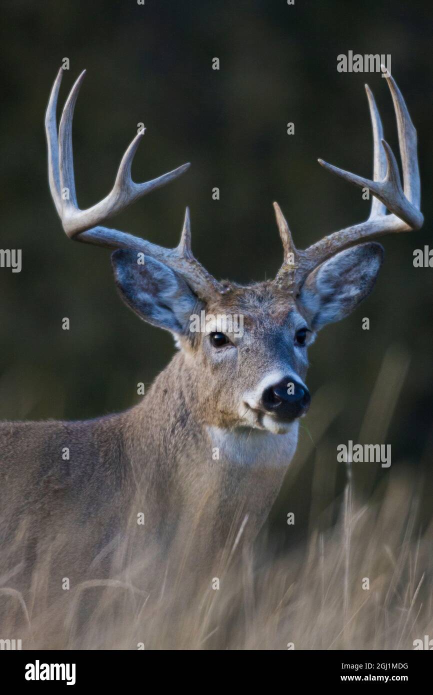 White tailed deer buck close up hi-res stock photography and images - Alamy