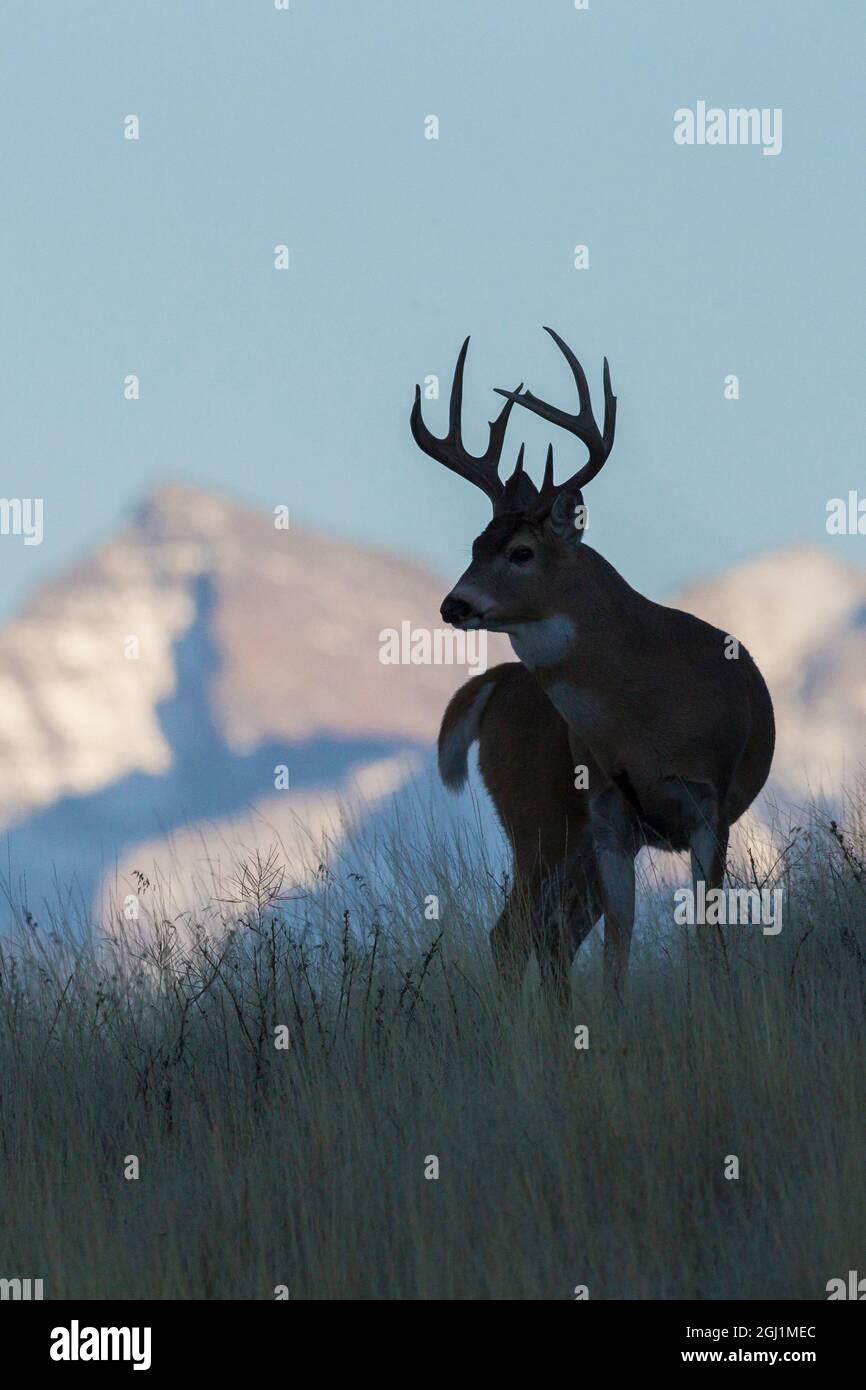 White-tail deer buck Stock Photo - Alamy