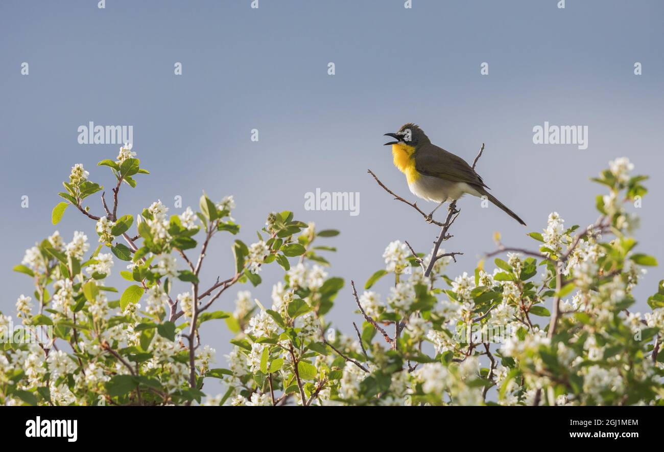 Yellow Breasted Chat High Resolution Stock Photography and Images - Alamy