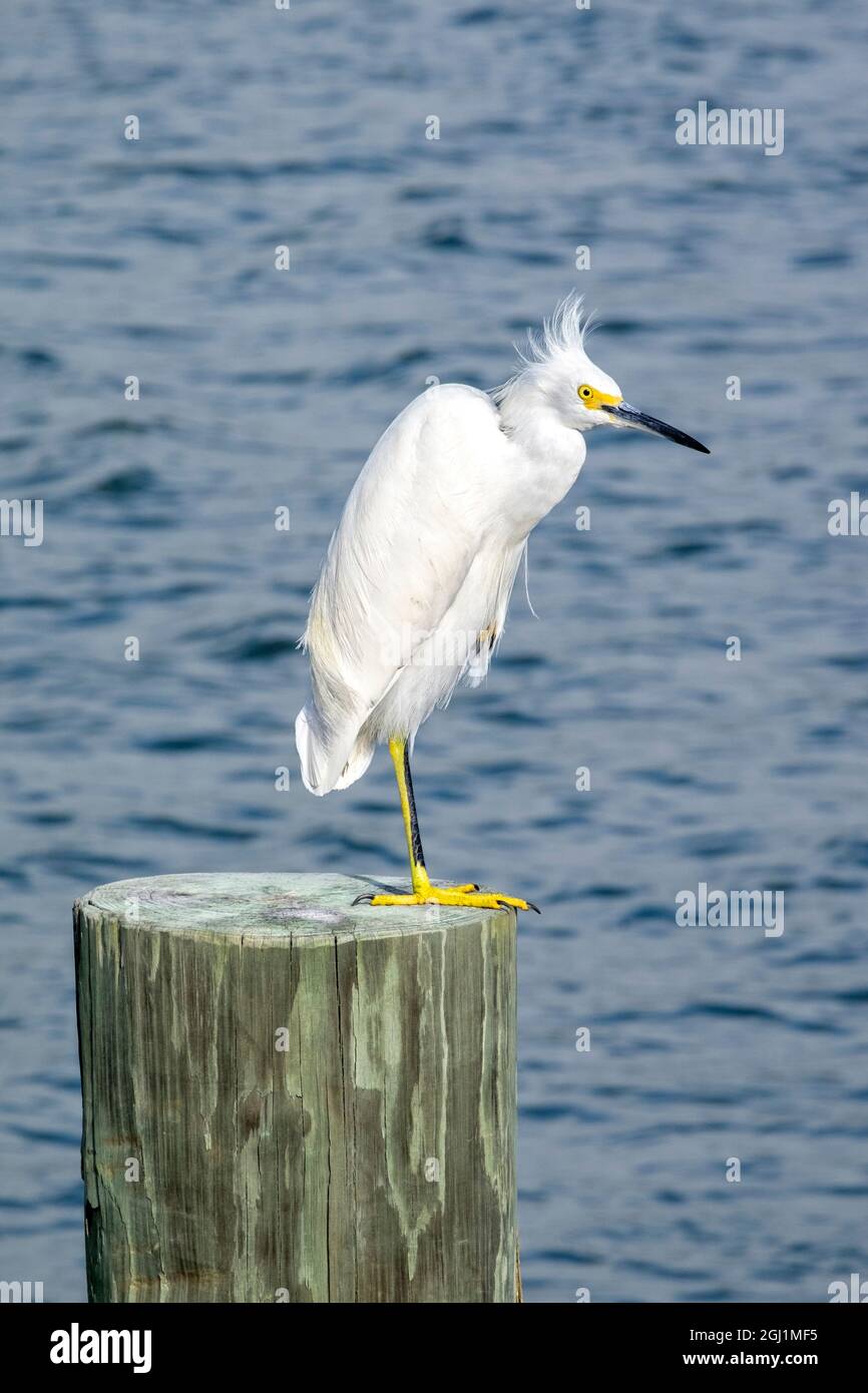 Juvenile snowy egret hi-res stock photography and images - Alamy