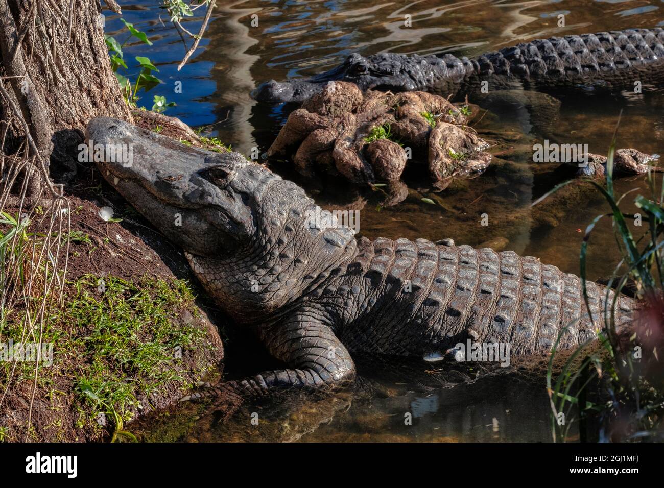 American alligator, Florida Stock Photo - Alamy