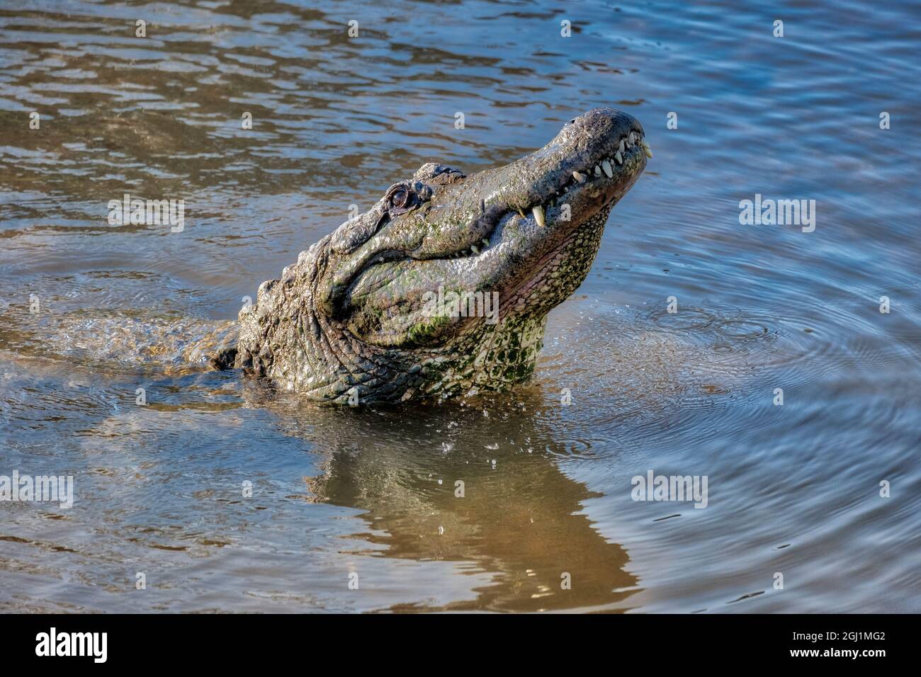 American alligator, Florida Stock Photo - Alamy