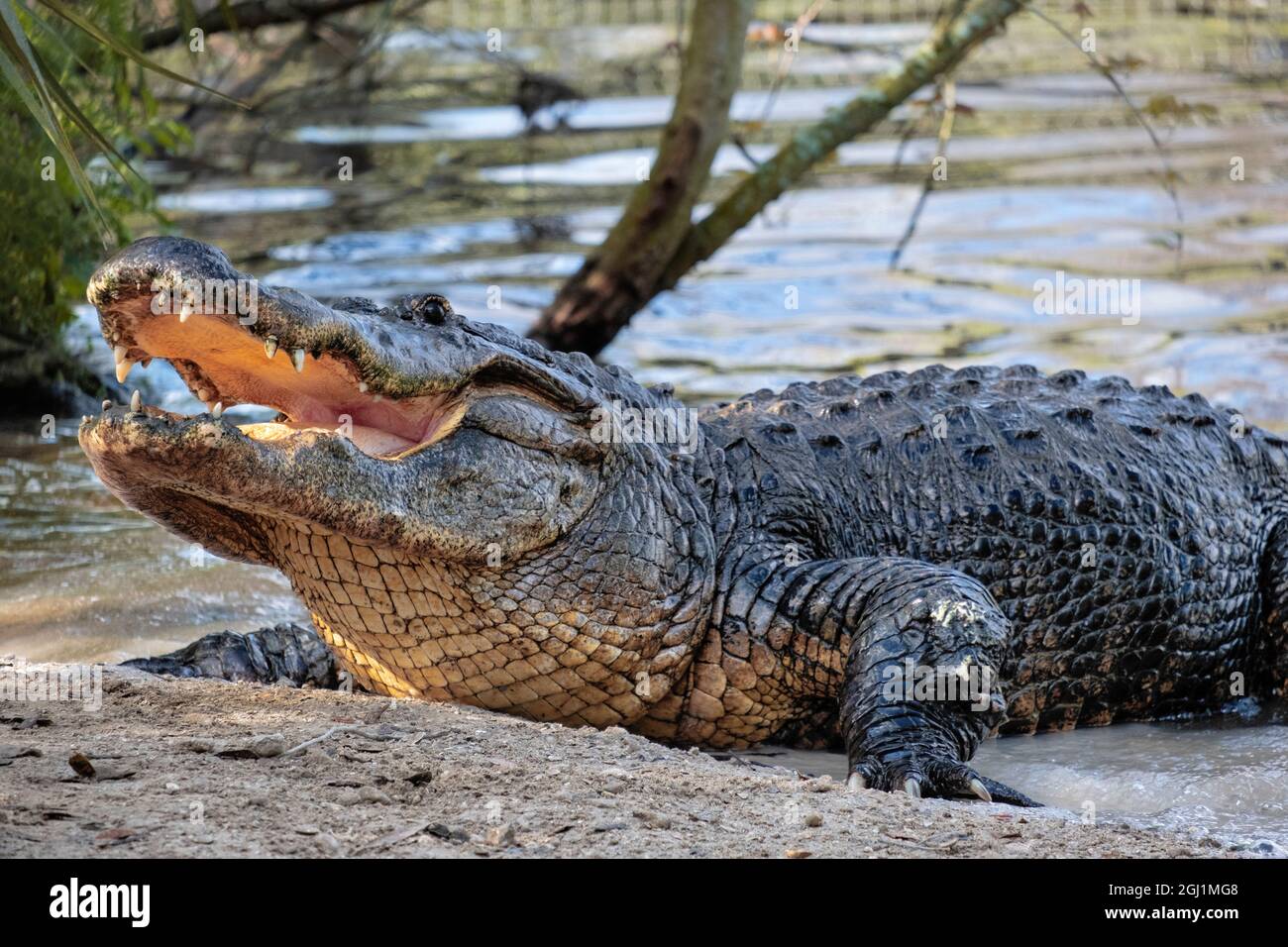 American alligator, Florida Stock Photo - Alamy