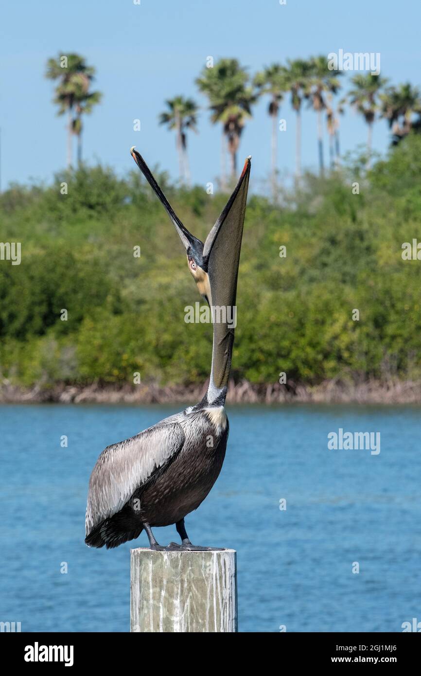 Pelican yawning hi-res stock photography and images - Alamy