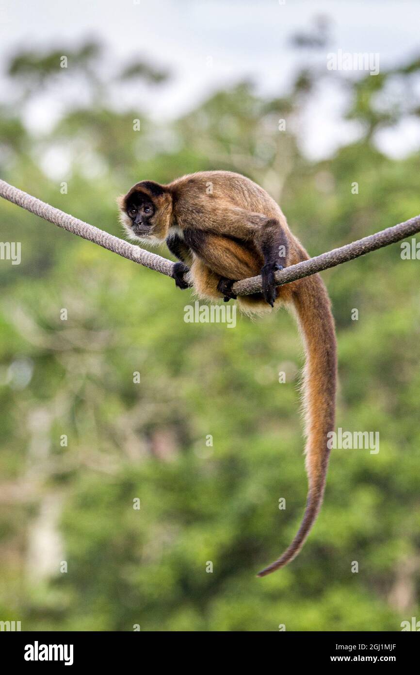 Spider monkey balancing on rope. (PR Stock Photo - Alamy