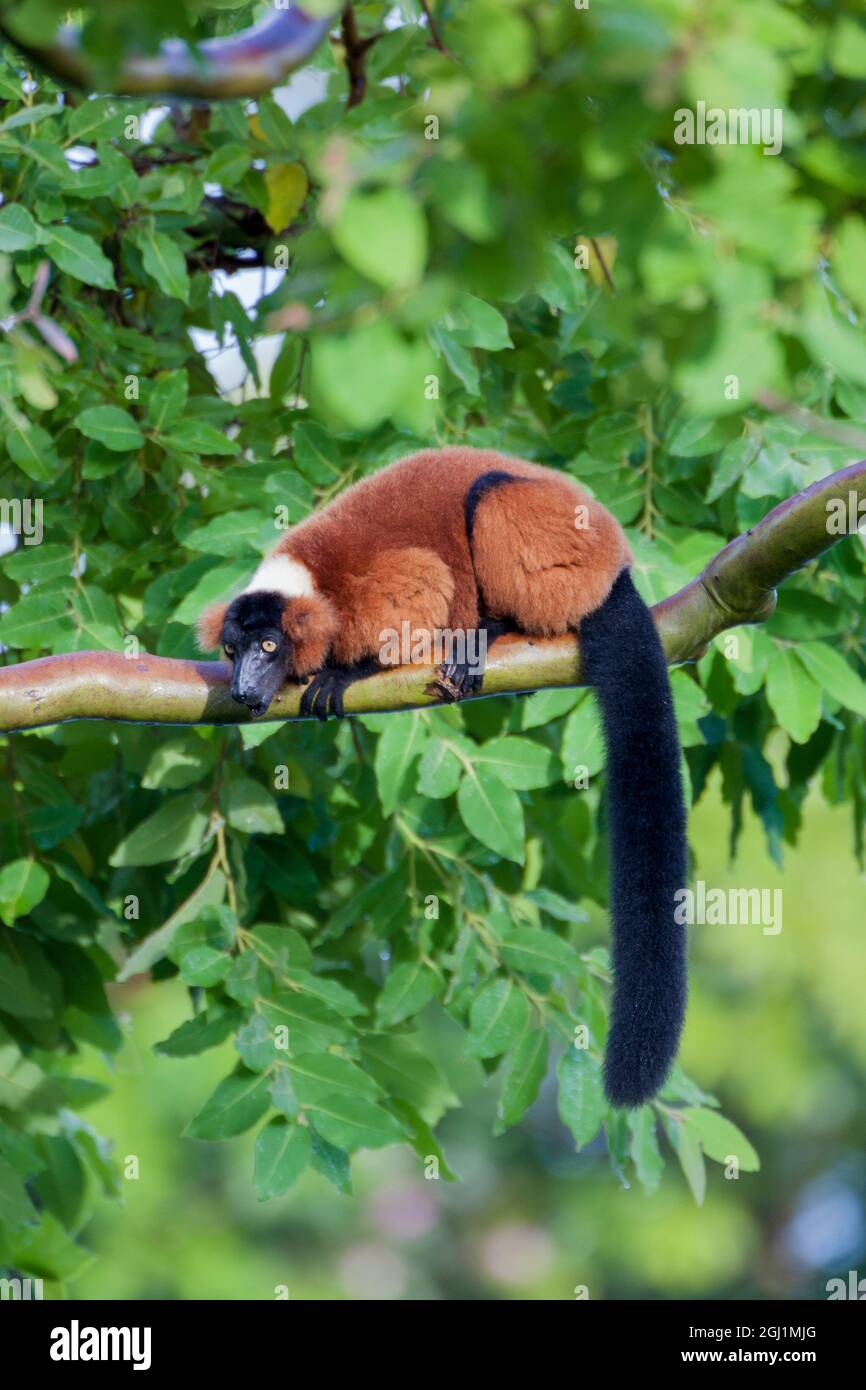 Red-ruffed lemur seeks refuge in a tree Stock Photo - Alamy