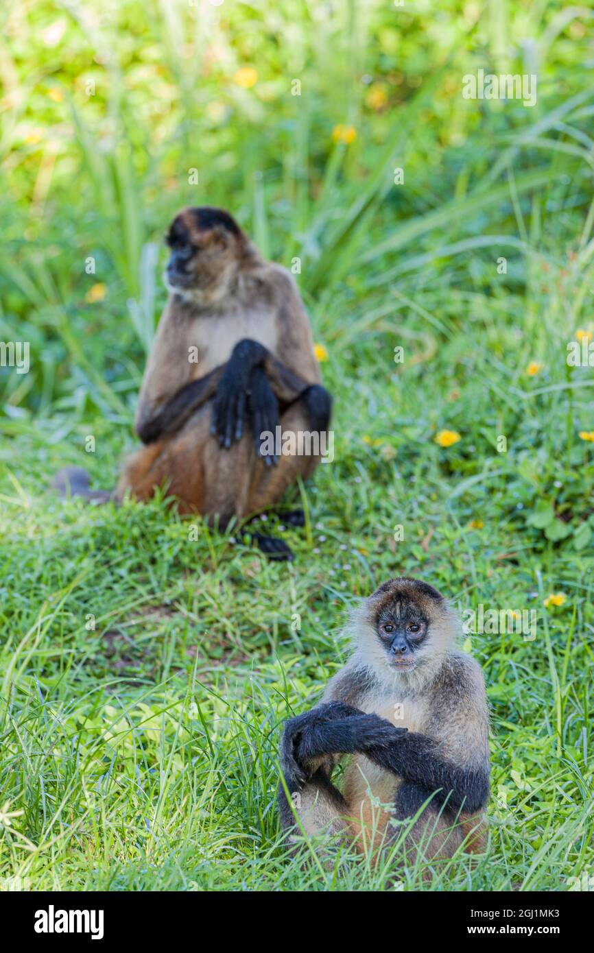 Spider monkeys at rest. (PR Stock Photo - Alamy