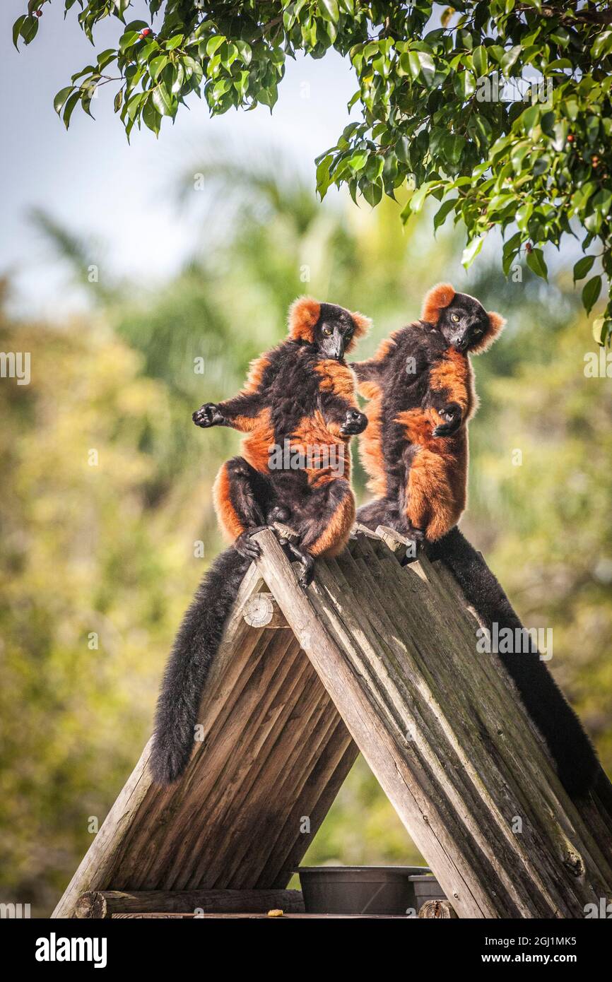 Red-ruffed lemurs relax in a tree, meditate Stock Photo - Alamy