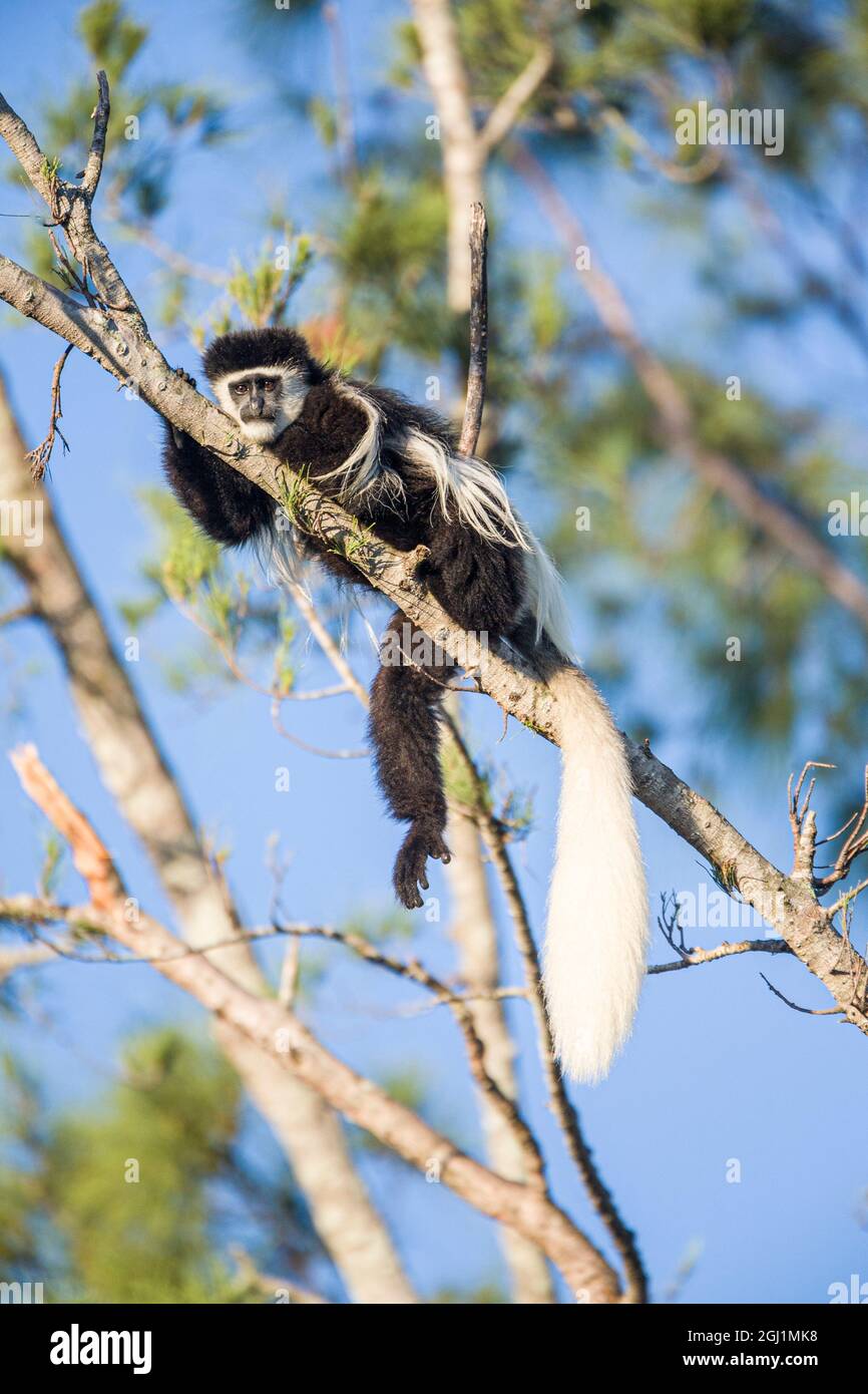 The Colobus monkey lives among trees, native to central African ...
