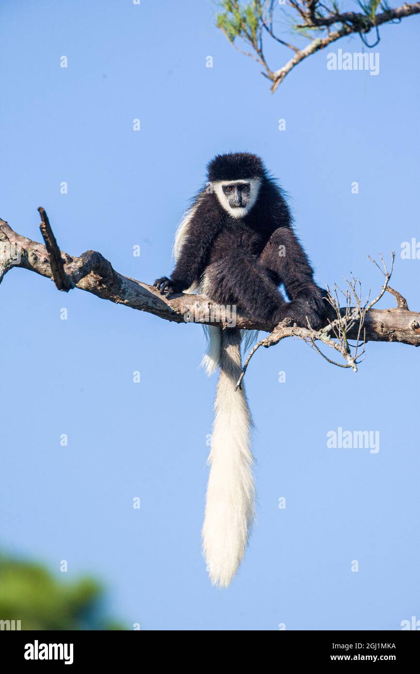The Colobus monkey lives among trees, native to central African ...