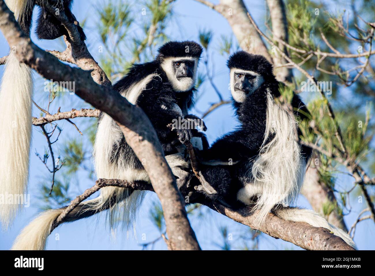 The Colobus monkey lives among trees, native to central African ...