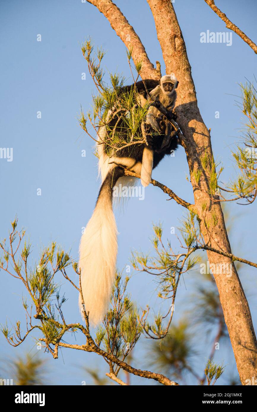 The Colobus monkey lives among trees, native to central African ...