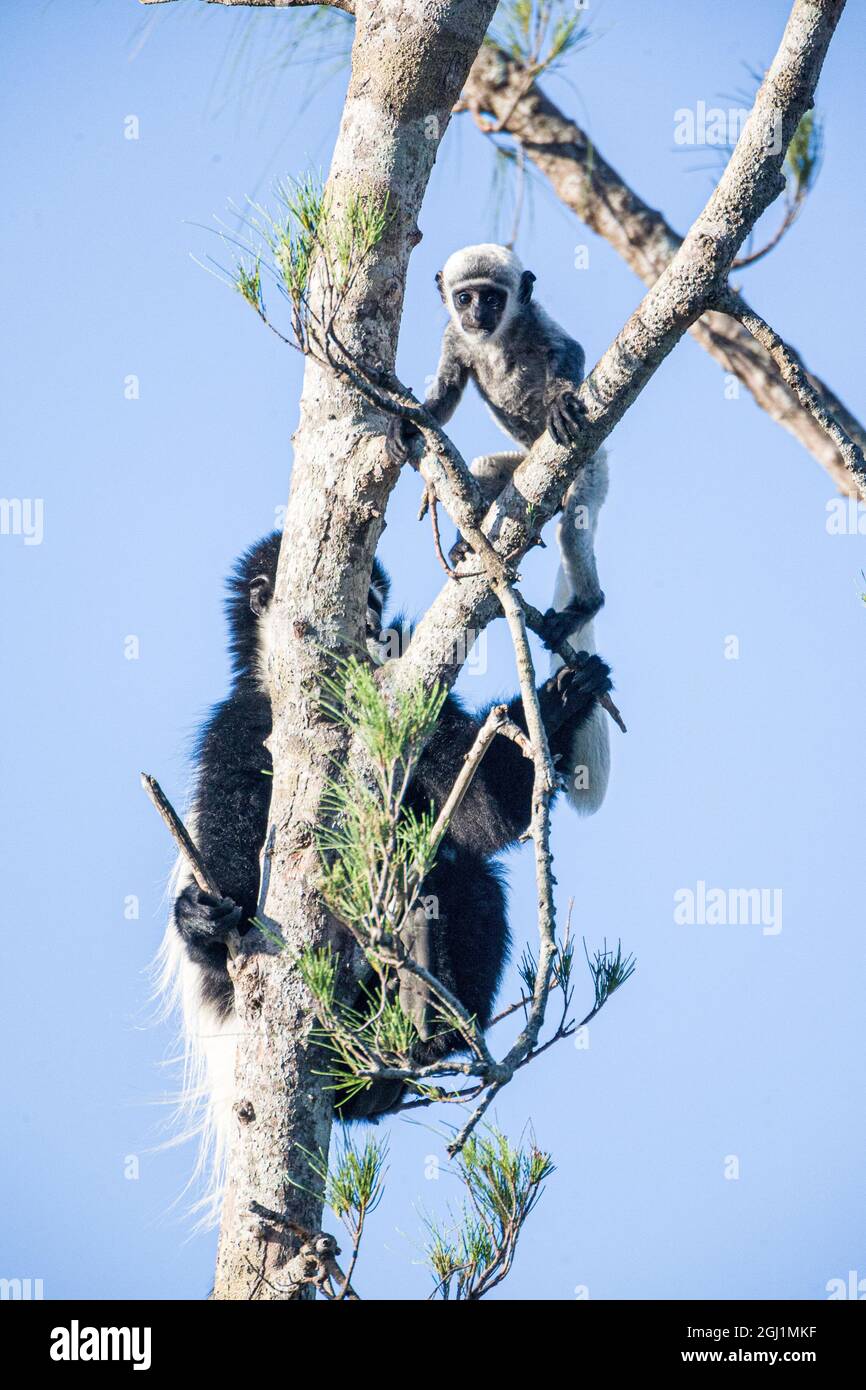 The Colobus monkey lives among trees, native to central African ...