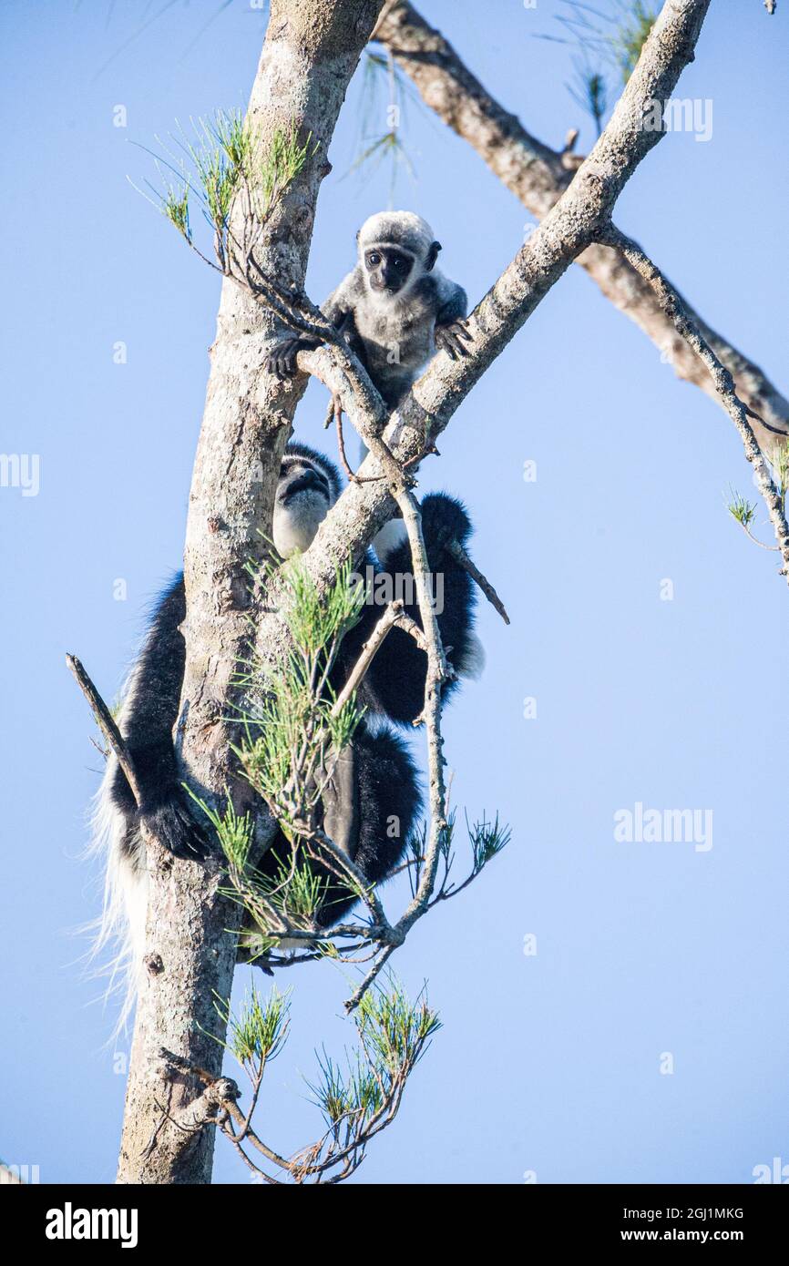 The Colobus monkey lives among trees, native to central African ...