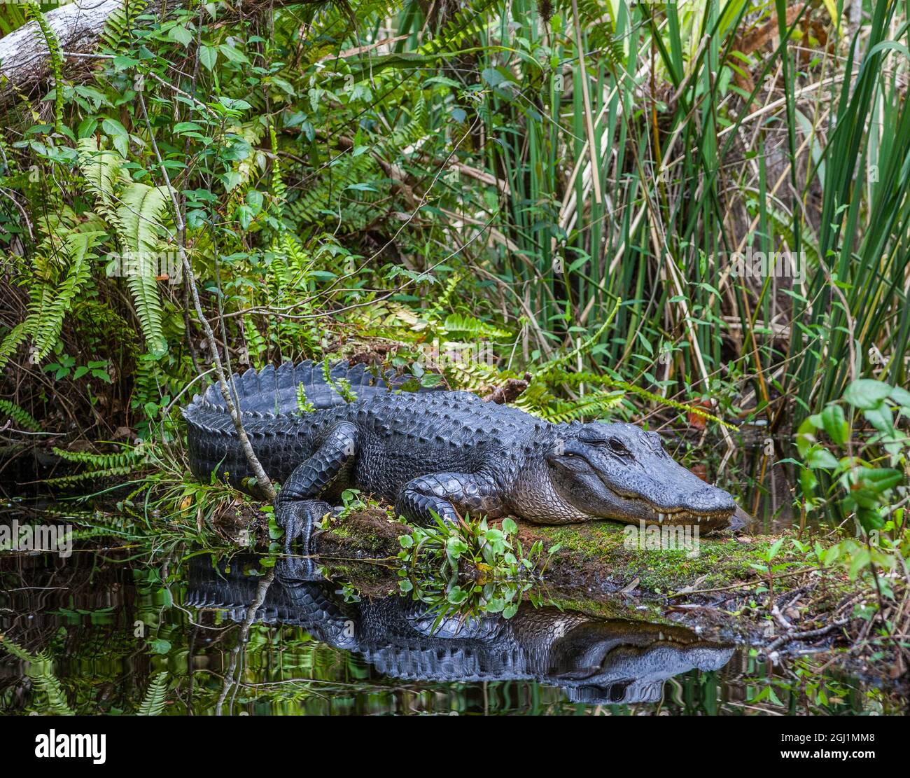 An alligator rests on a floating log in a swamp Stock Photo - Alamy