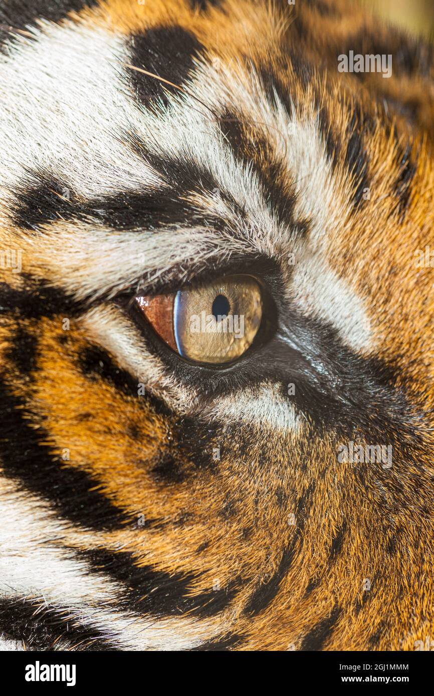 The beautiful eyes of the Malayan tiger Stock Photo - Alamy
