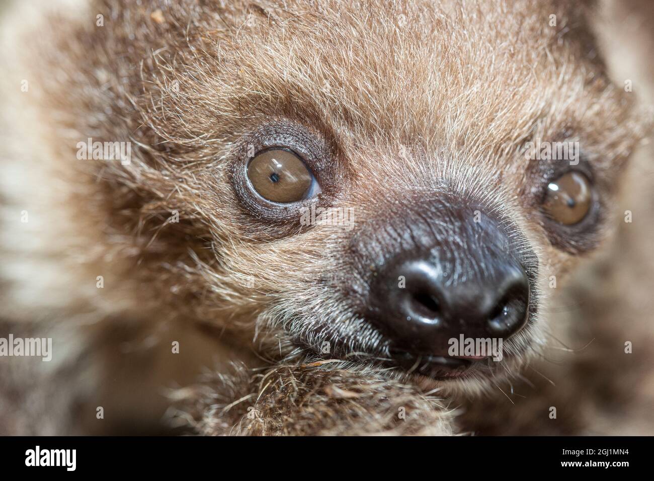 The juvenile two-toed sloth has beautiful eyes Stock Photo - Alamy