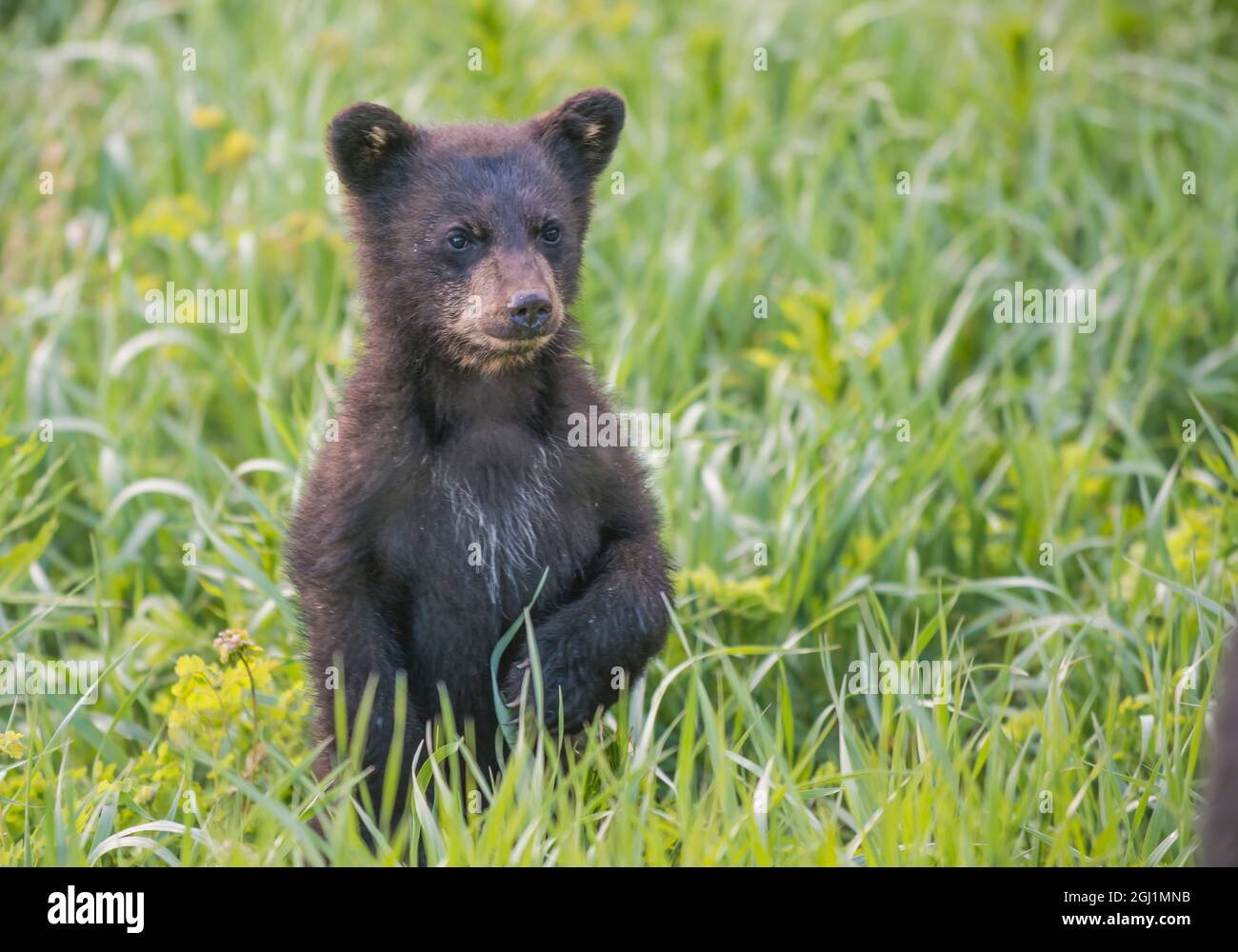 Black bear cub in spring Stock Photo - Alamy