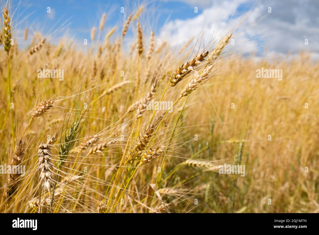 wheat field in harvest season Stock Photo - Alamy