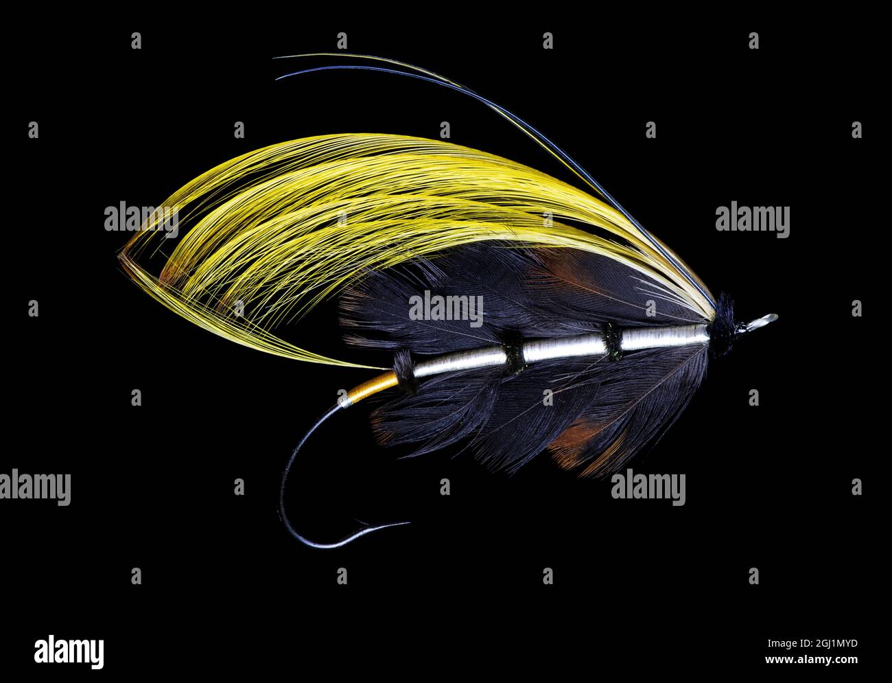 Black prince fly hi-res stock photography and images - Alamy