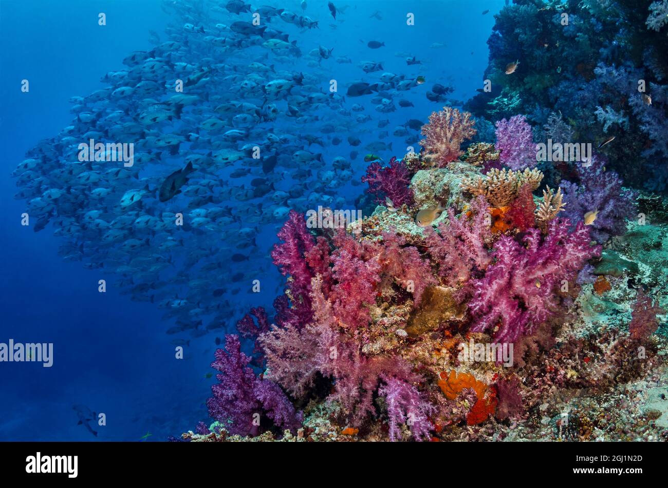 Black snapper hi-res stock photography and images - Alamy