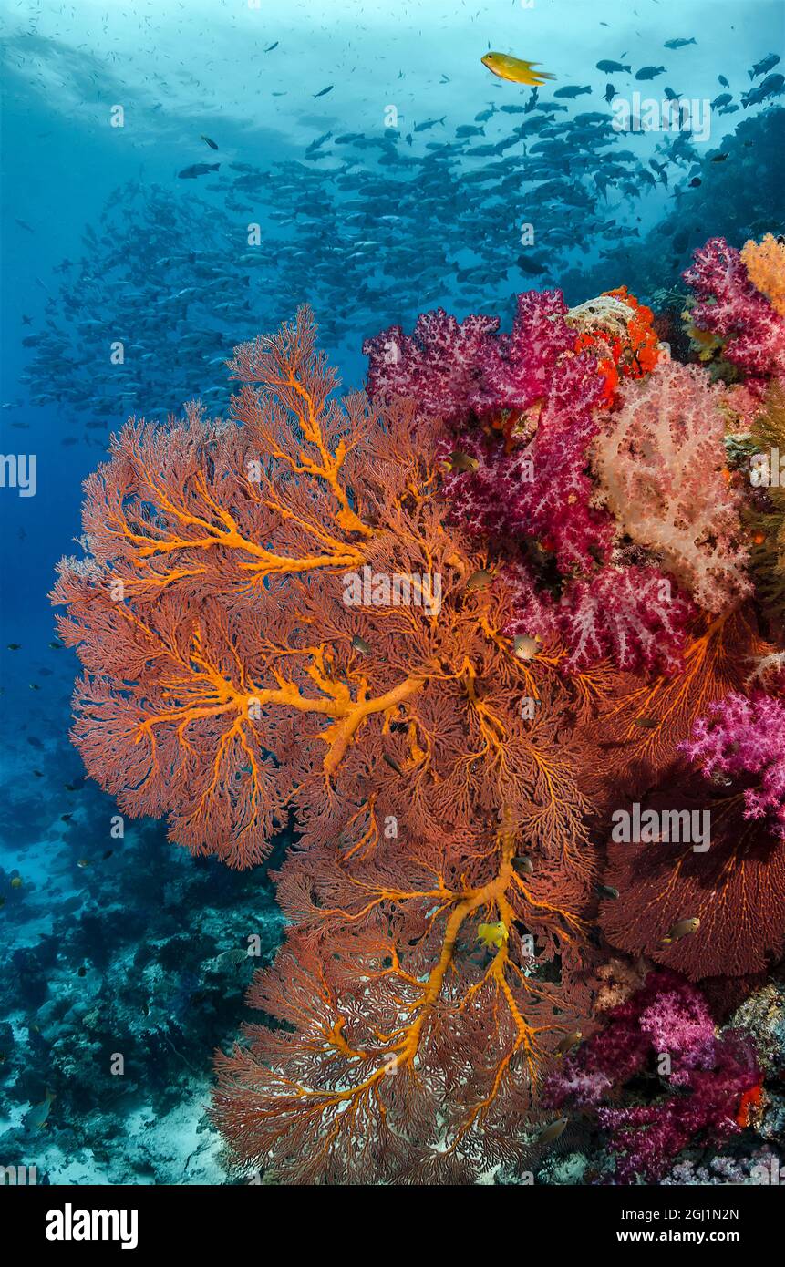 Fiji fish hi-res stock photography and images - Alamy