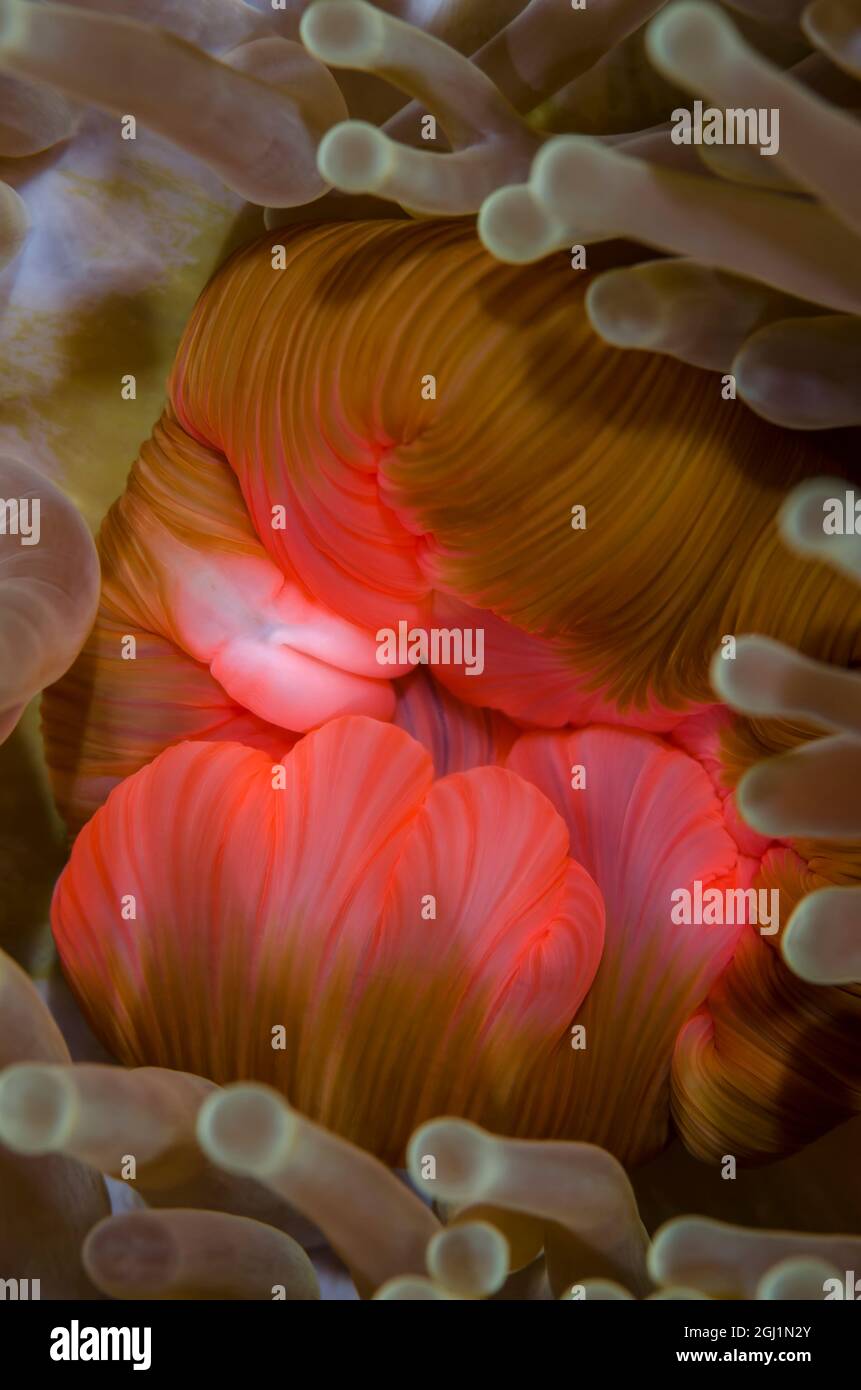Fiji. Close-up of anemone mouth. Credit as: Jones & Shimlock / Jaynes ...