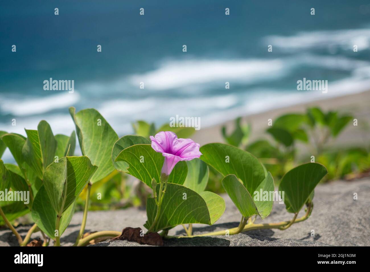 Fiji, Viti Levu. Morning Glory vine on the beach Stock Photo - Alamy