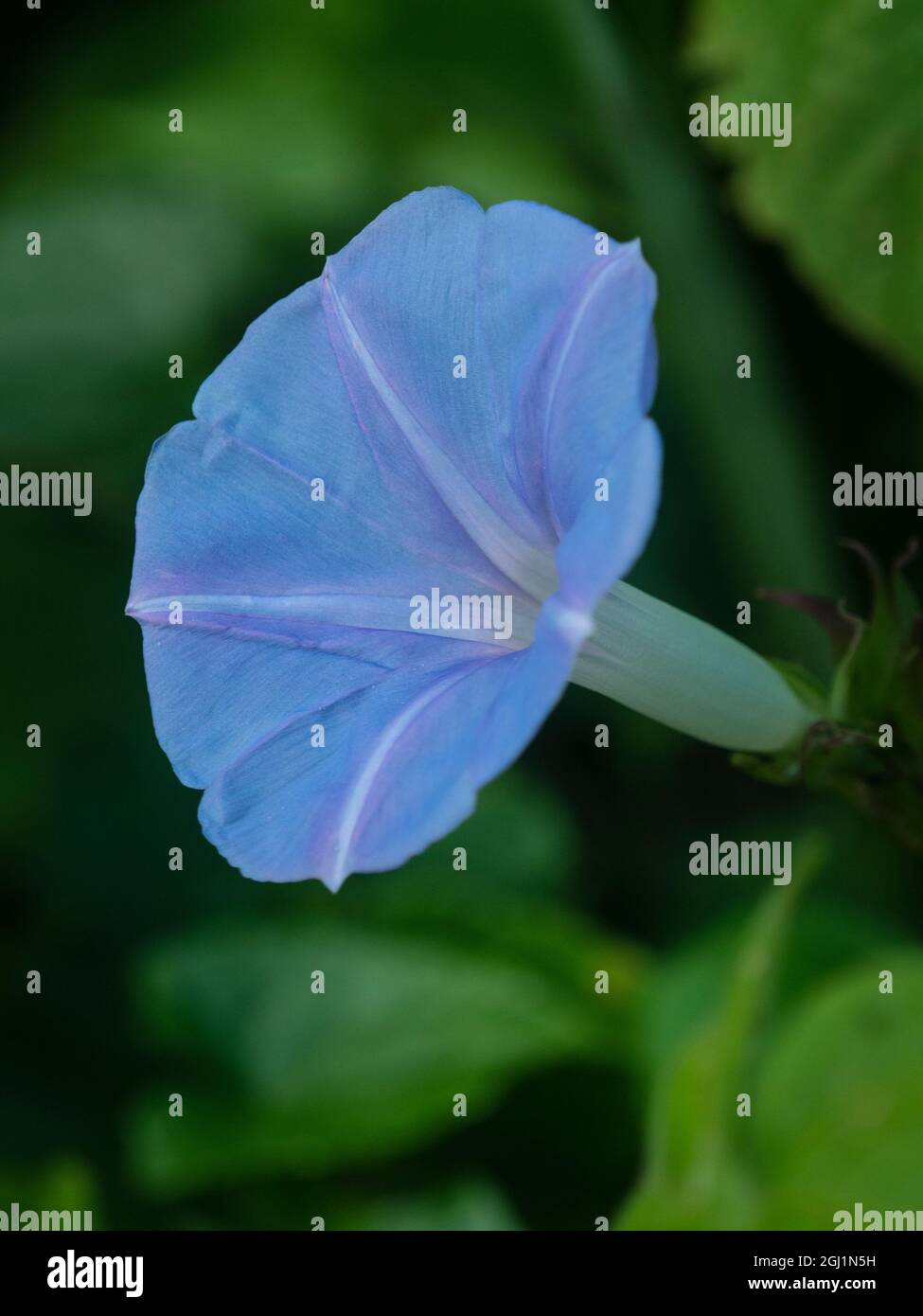 Fiji, Vanua Levu. Blue Morning Glory Stock Photo - Alamy