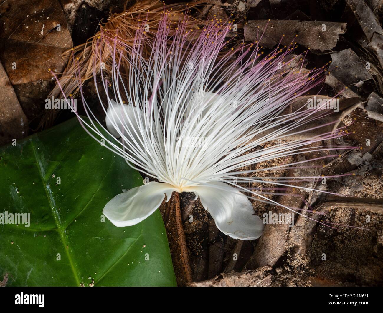 Fiji, Taveuni Island. Exotic white flower. Barringtonia asiatica (aka ...