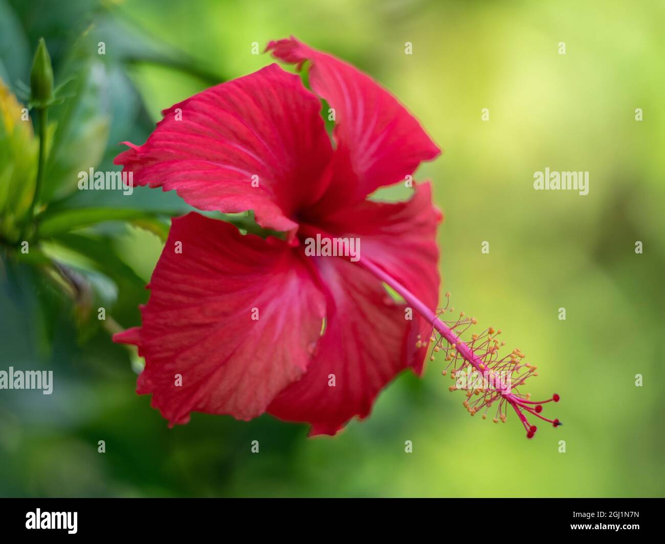 Hibiscus fiji hi-res stock photography and images - Alamy