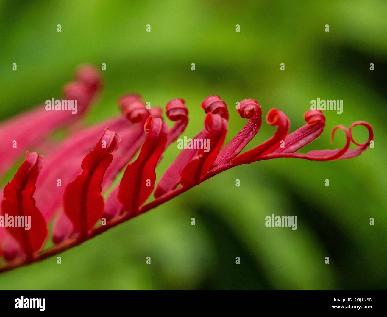 Fiji red fern hi-res stock photography and images - Alamy