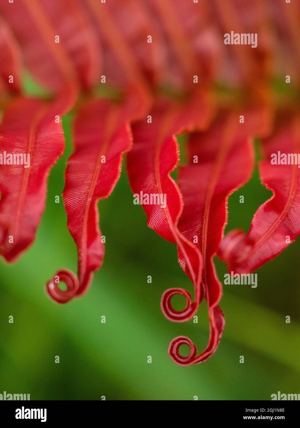 Red Fern Clipart