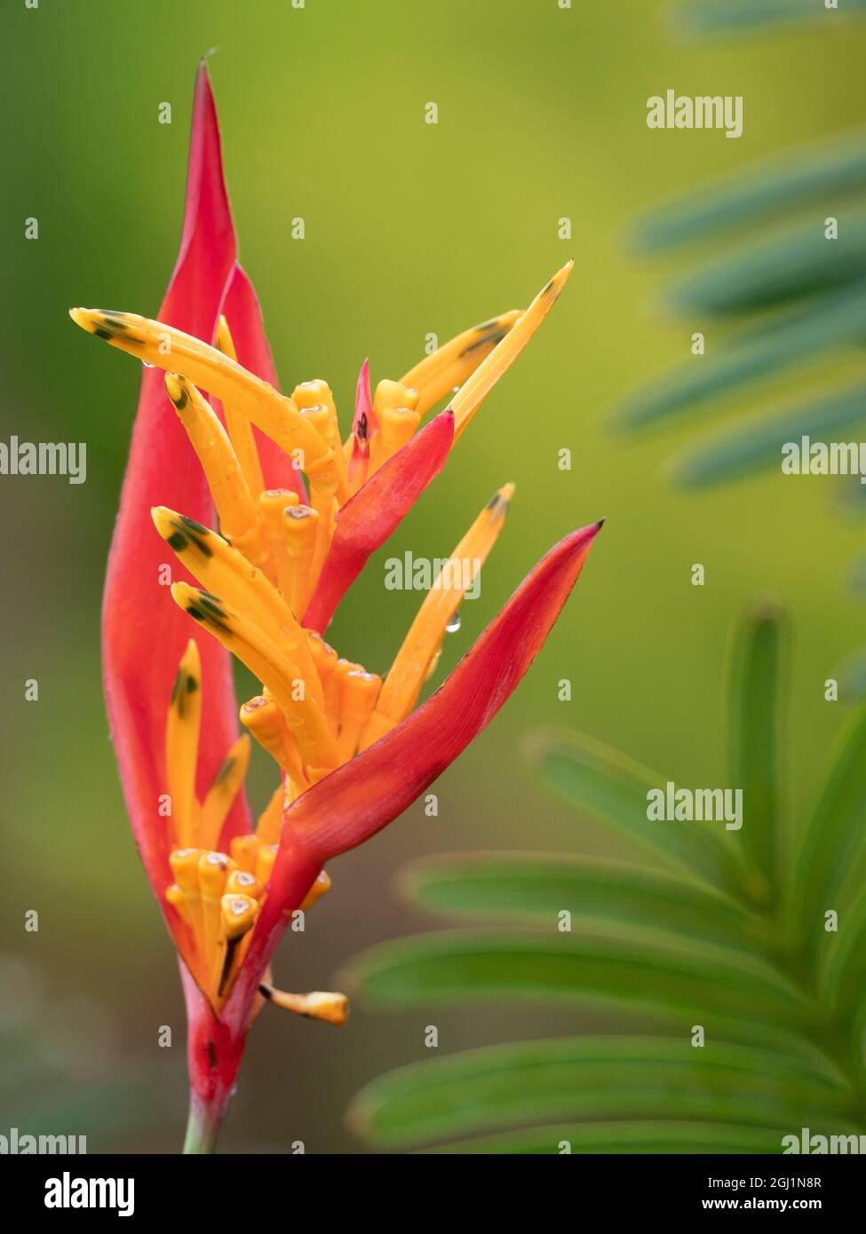 Fiji, Taveuni Island. False Bird Of Paradise Flower (Heliconia ...