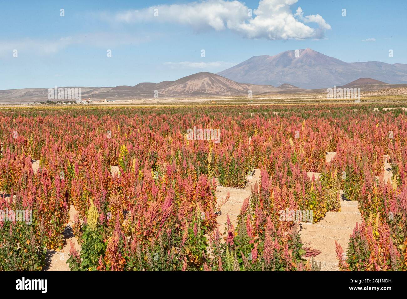 Quinoa Fields
