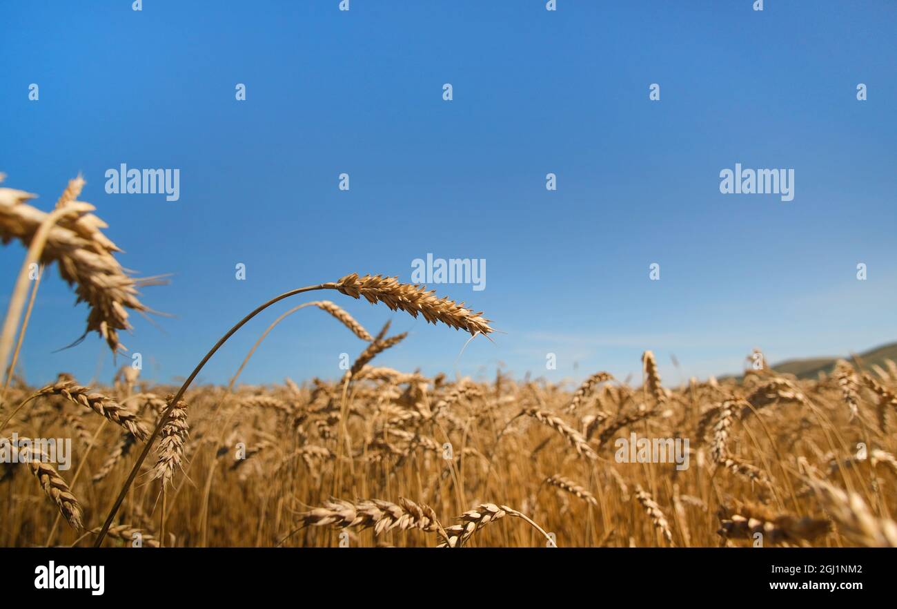 In harvest hi-res stock photography and images - Alamy