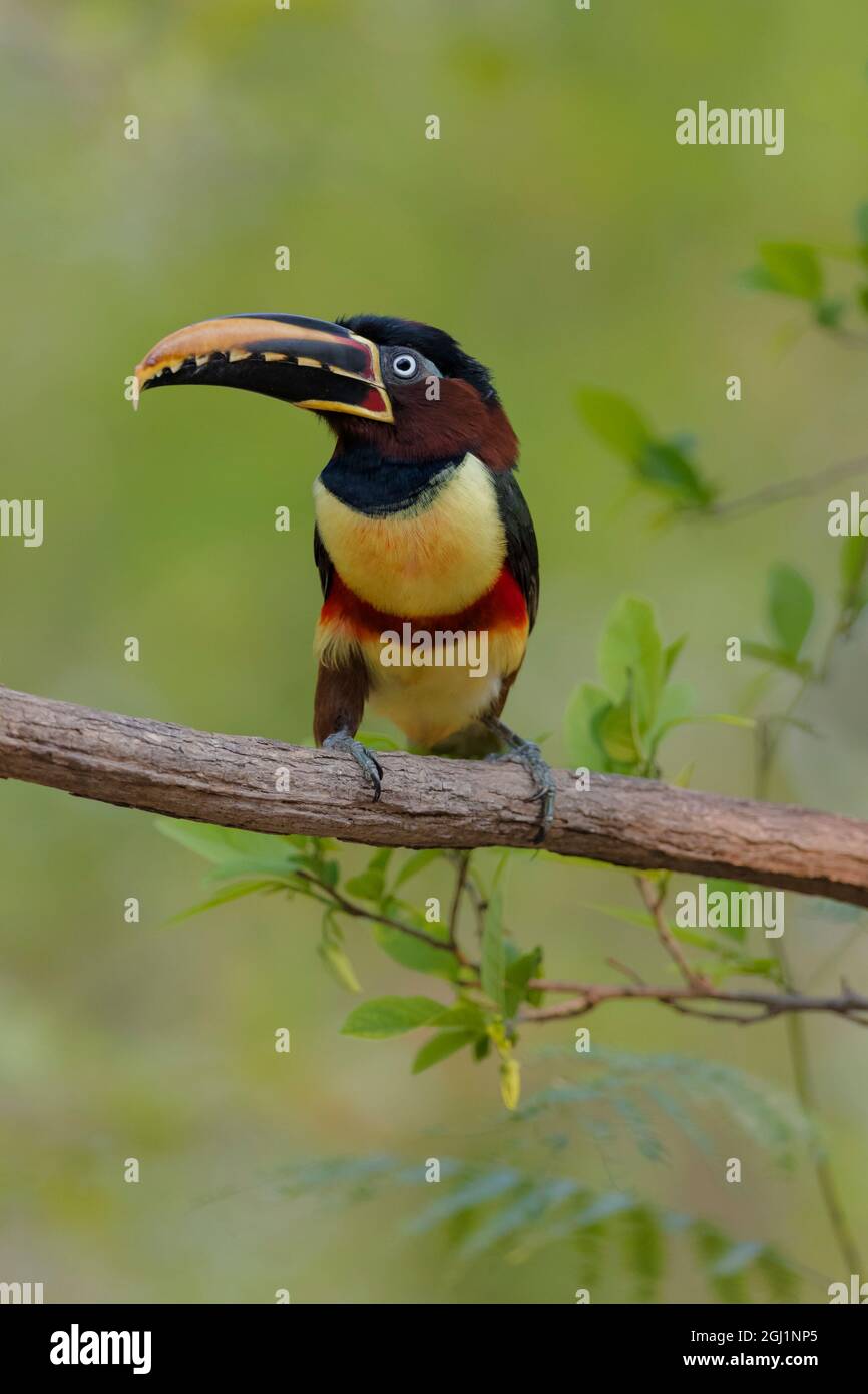 South America, Brazil, The Pantanal, chestnut-eared aracari ...