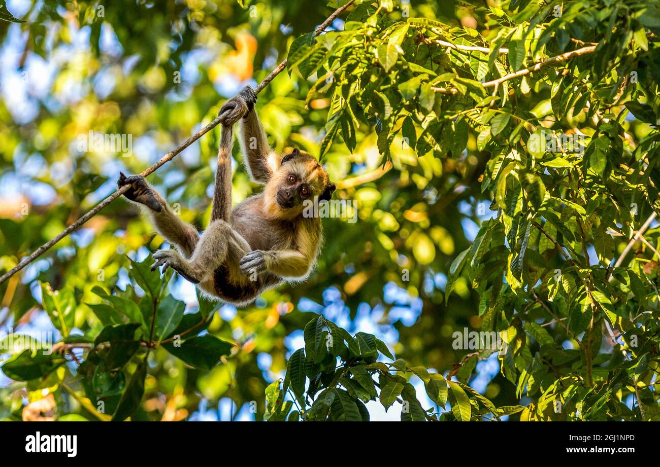 A young Capuchin Monkey hangs with his prehensile tail from a diagonal ...