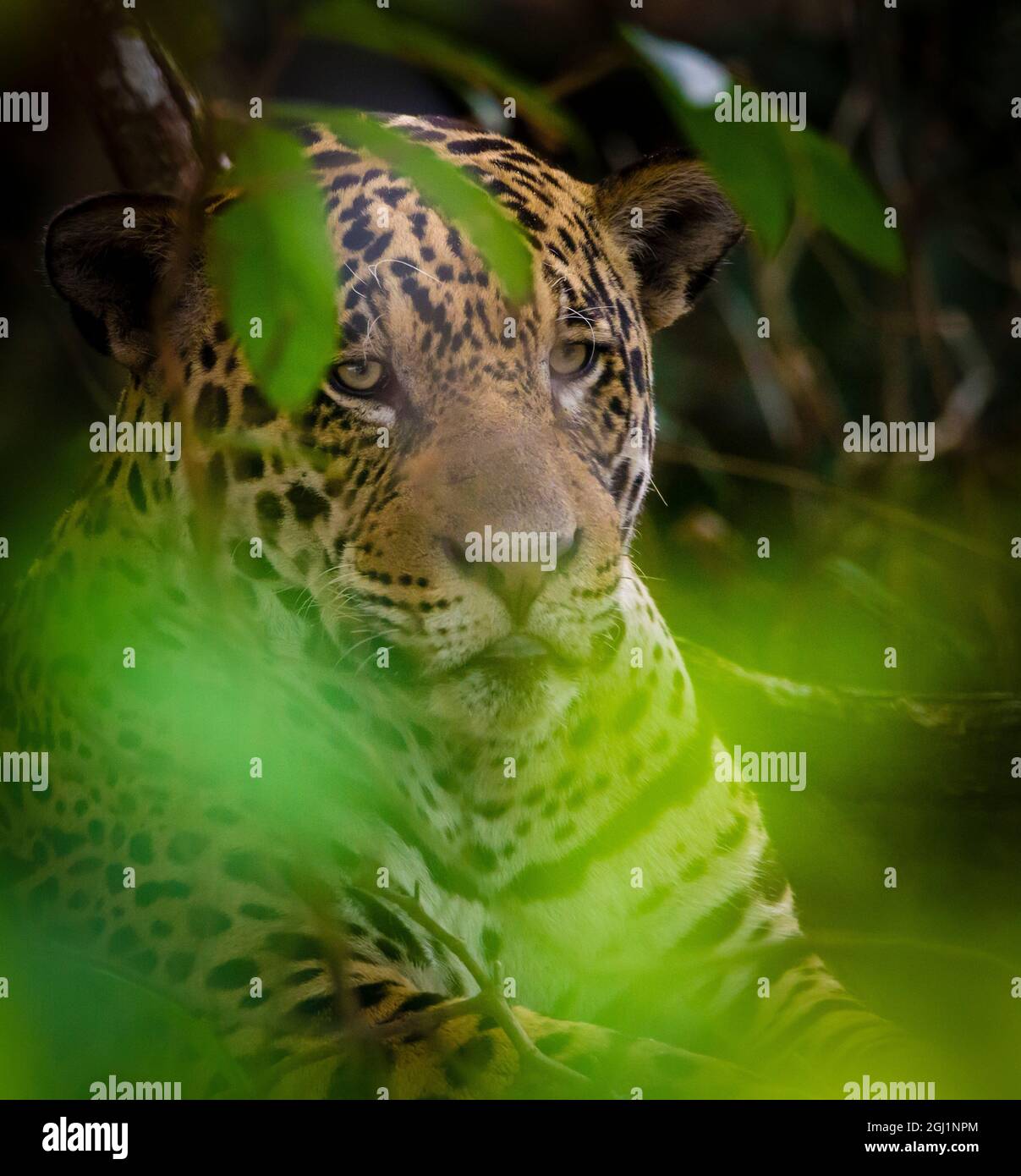 South America. Brazil. A male jaguar (Panthera onca), an apex predator ...