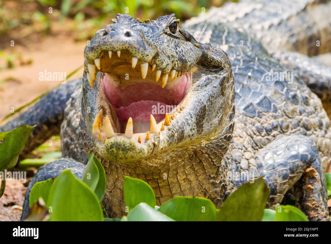 South America. Brazil. A spectacled caiman (Caiman crocodilus) commonly ...