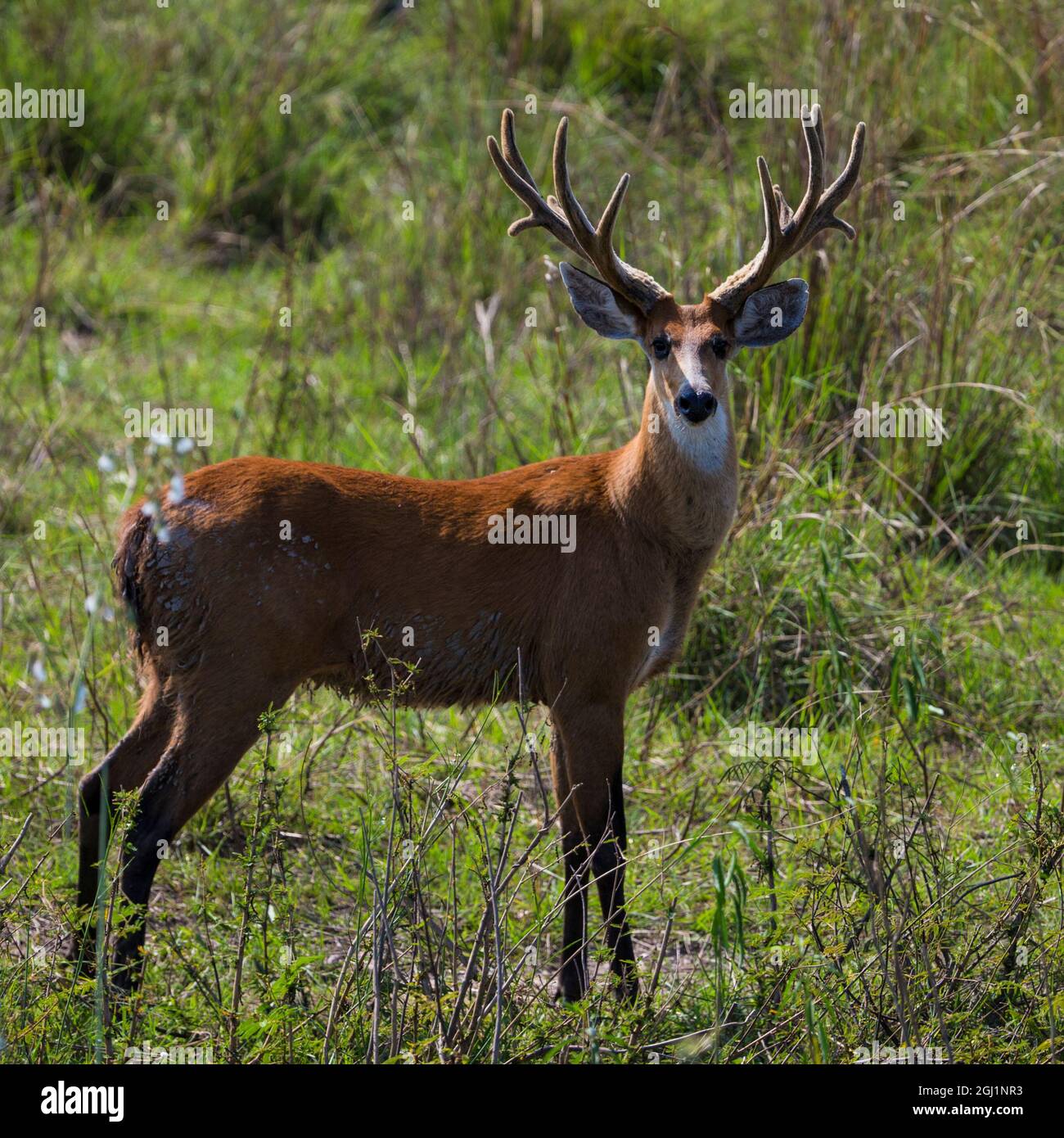 South America. Brazil. A male marsh deer (Blastocerus dichotomus) has ...