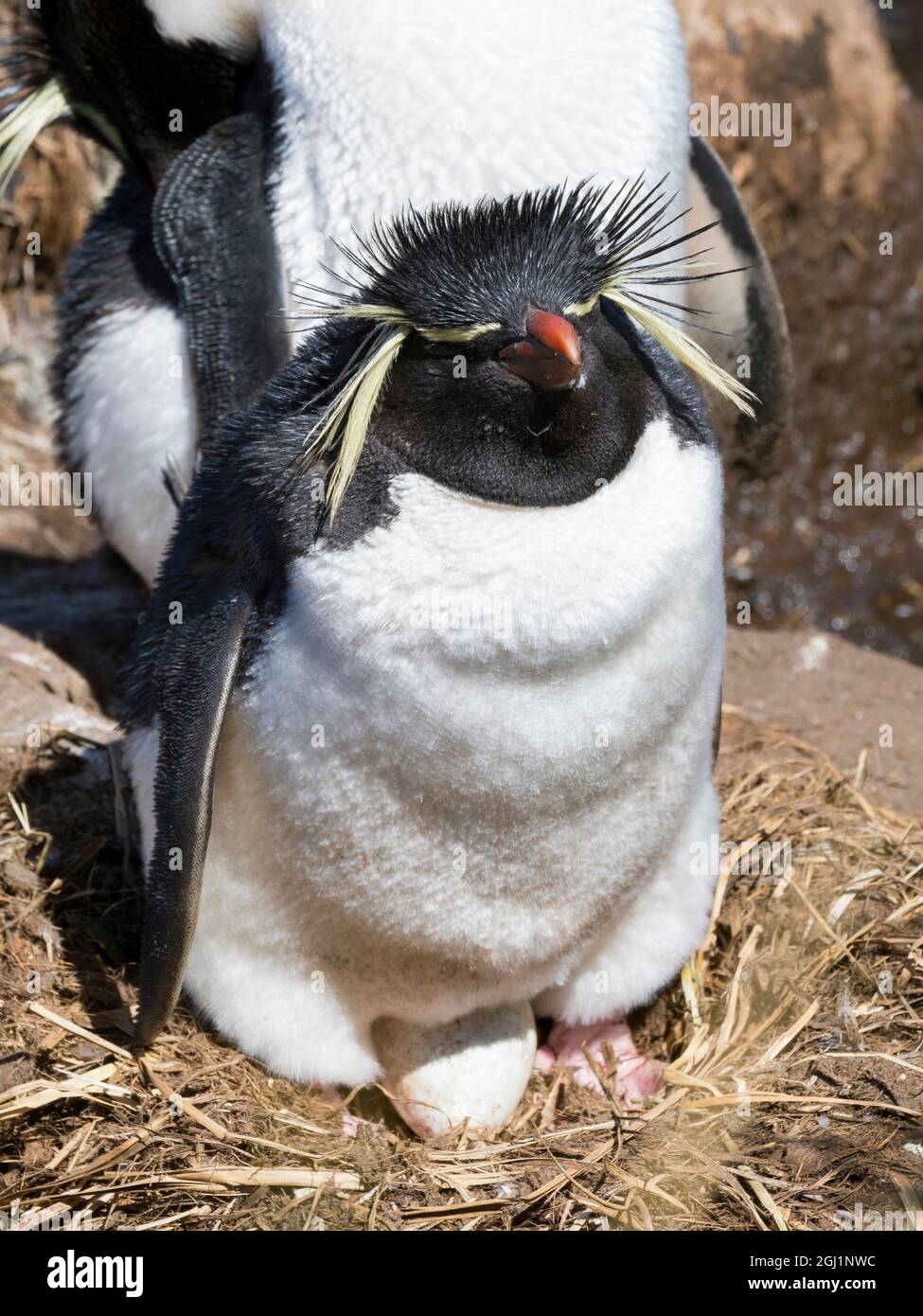 Rockhopper Penguin (Eudyptes chrysocome chrysocome) on nest, subspecies ...
