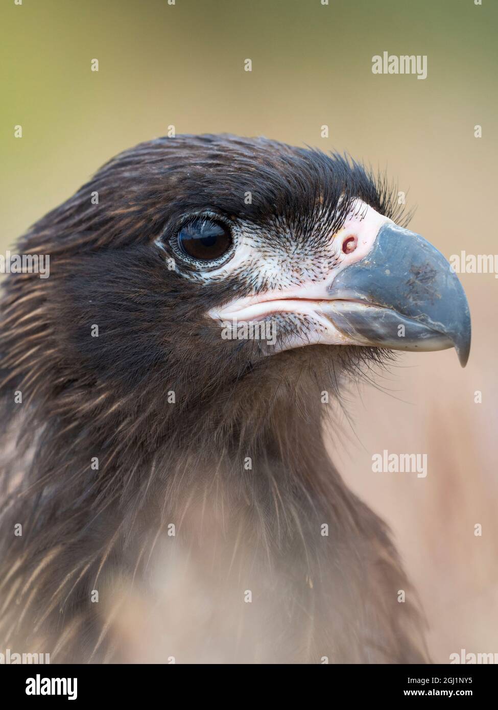 Juvenile with typical pale skin in face. Striated Caracara or Johnny ...