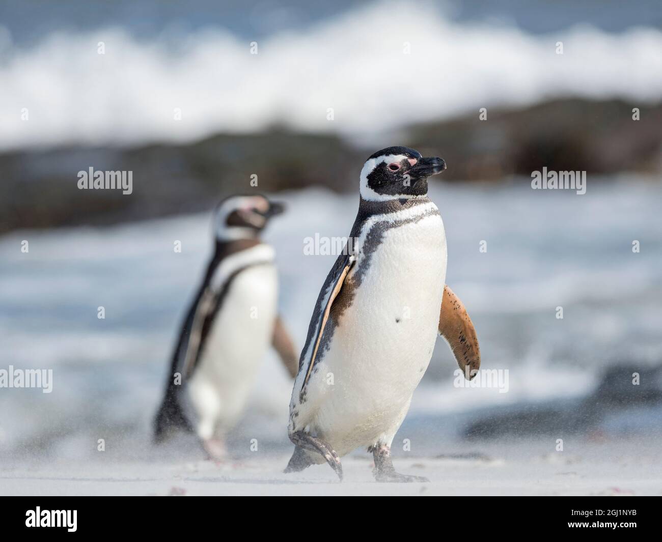 Magellanic Penguin, Falkland Islands Stock Photo - Alamy