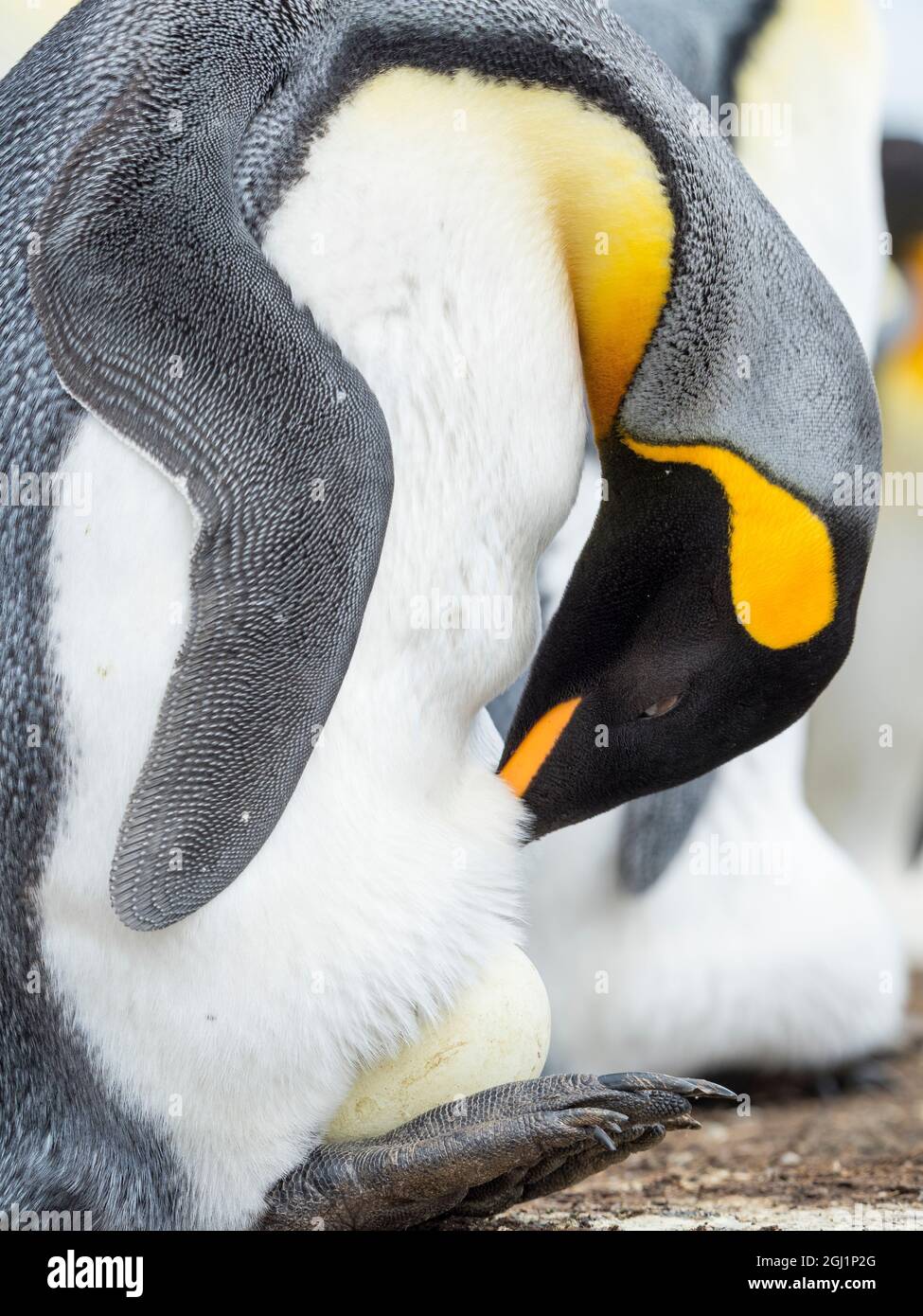 Egg being incubated by adult King Penguin while balancing on feet ...