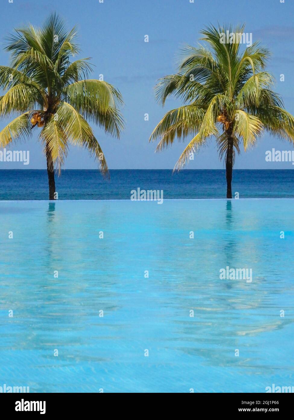 Caribbean, Honduras, Roatan. Infinity pool surrounded by palm trees ...
