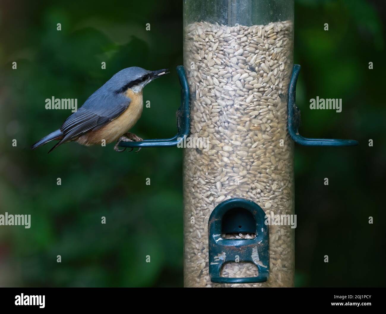 Cute small nuthatch hi-res stock photography and images - Alamy