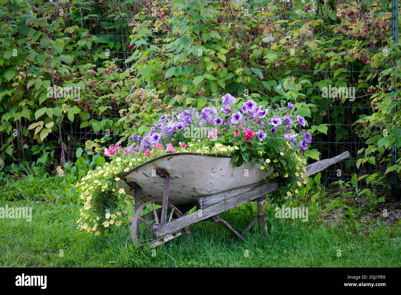 USA, Alaska, Chena Hot Springs. Old wheelbarrow with flowers. Credit as ...